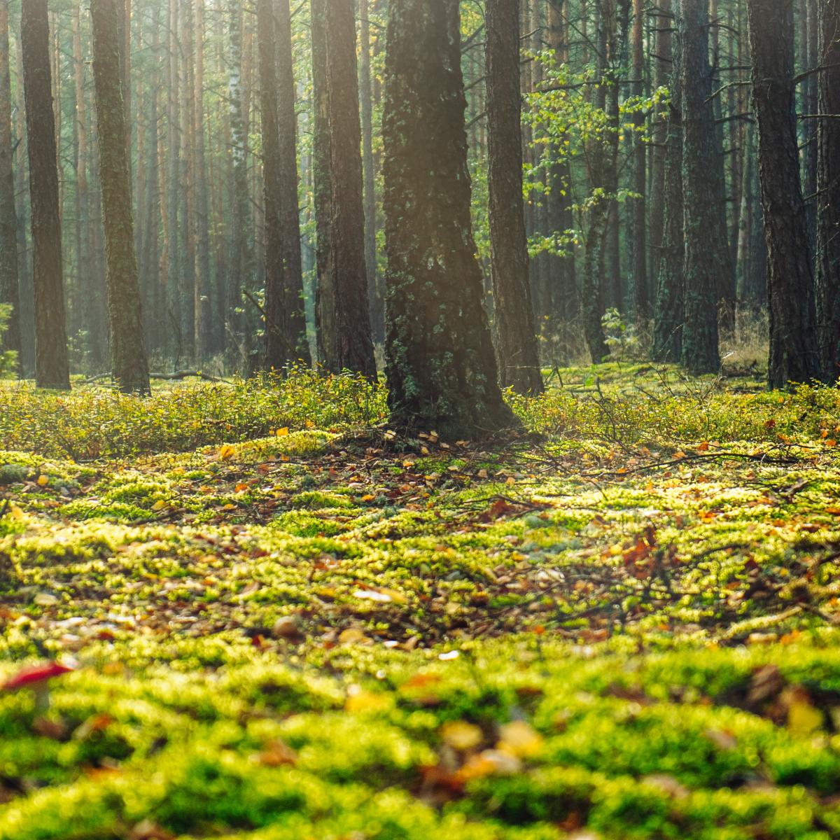 La Souterraine | Tourisme Creuse Limousin