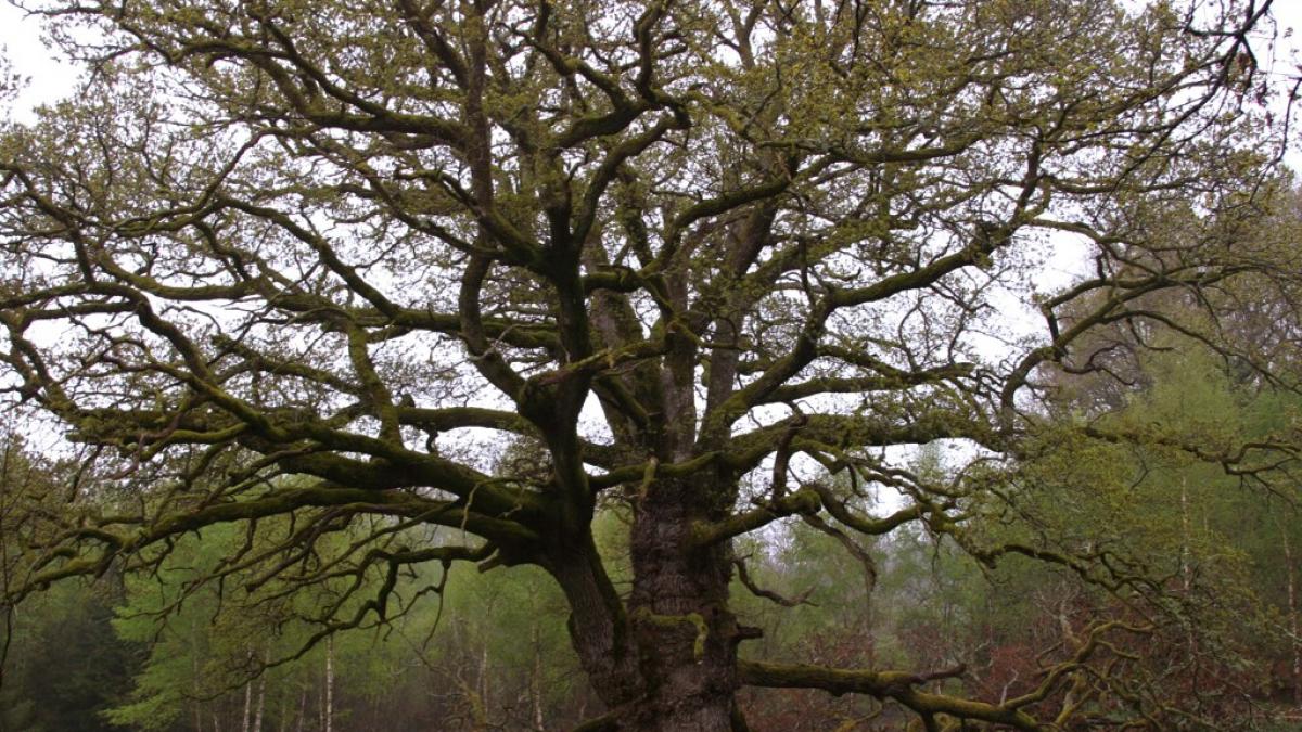 Arrènes | Tourisme Creuse Limousin